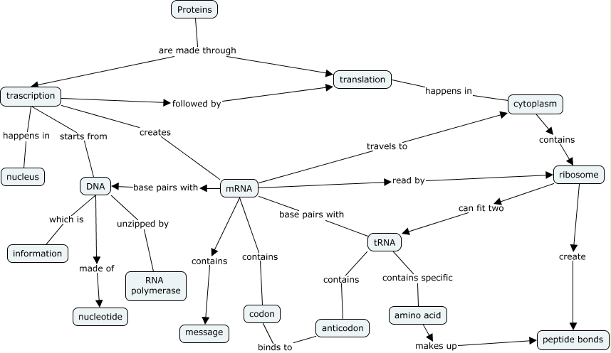 Protein Synthesis - How do proteins form?